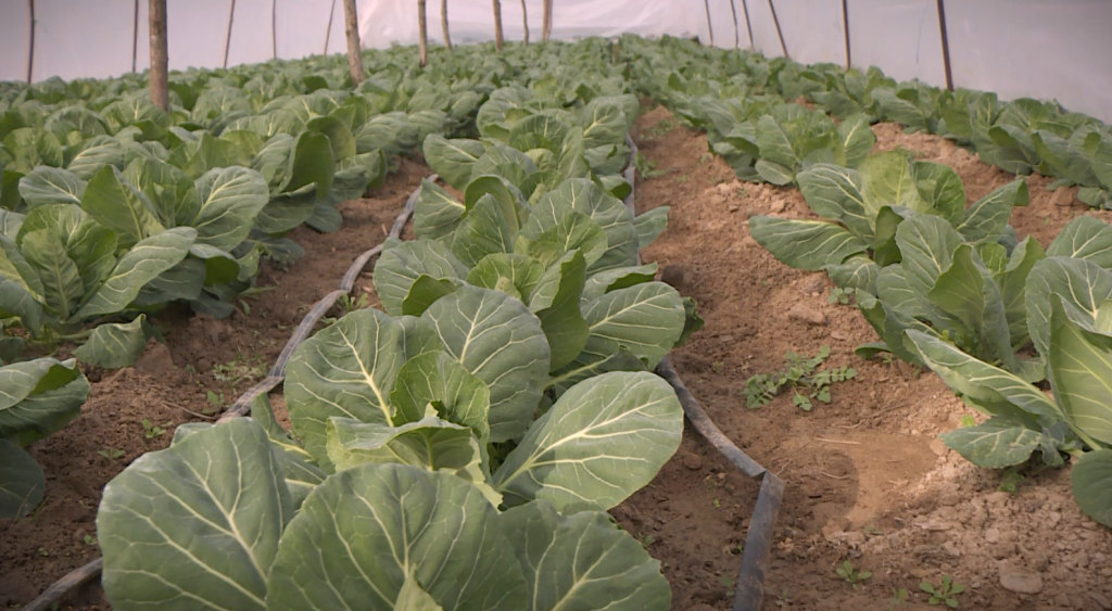 (ВИДЕО) Струмичката зелка годинава без пазарите во Русија и Украина ...